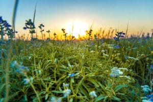 Visit Decatur Texas - Deep in the Heart of Texas