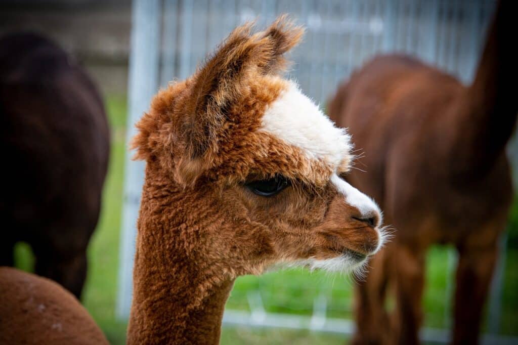 Visit Decatur Texas - Deep in the Heart of Texas